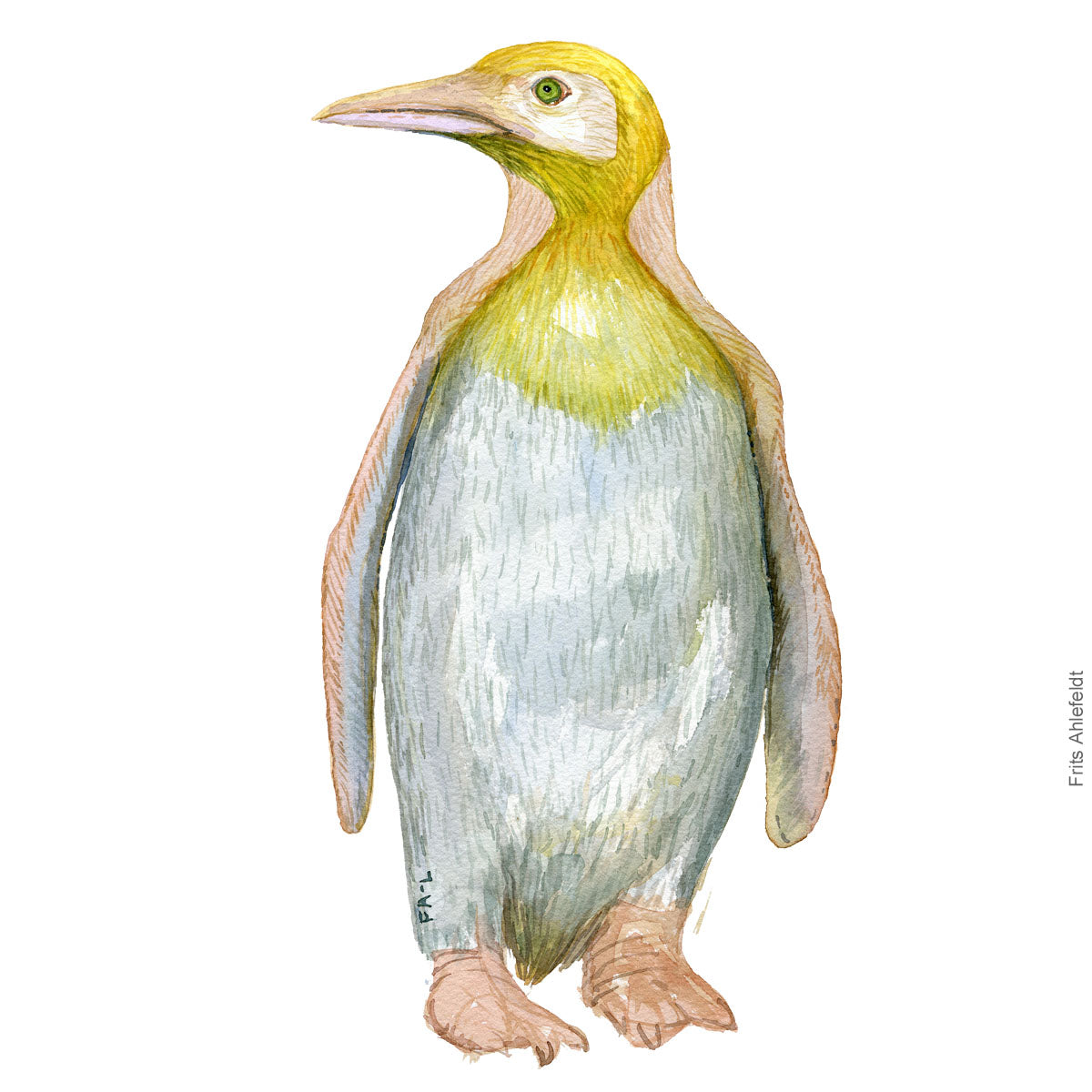 King Penguin Drawing