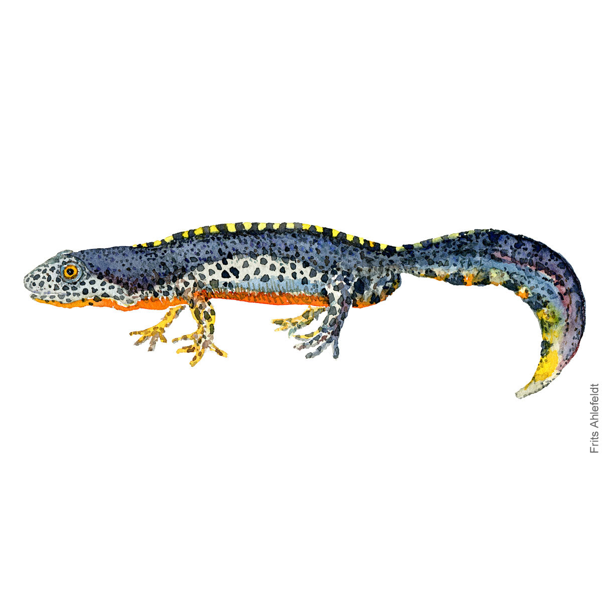 Alpine Newt