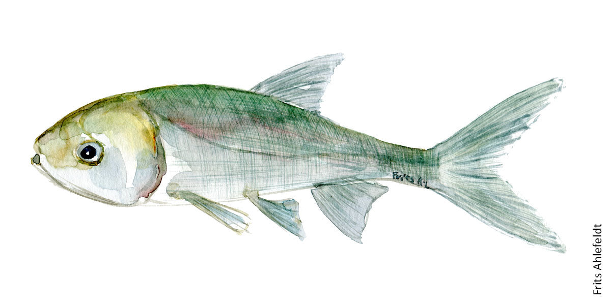 Asian Carp Drawing